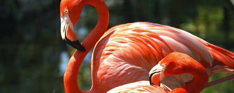 Les animaux, la faune du Mexique I Mexique Découverte