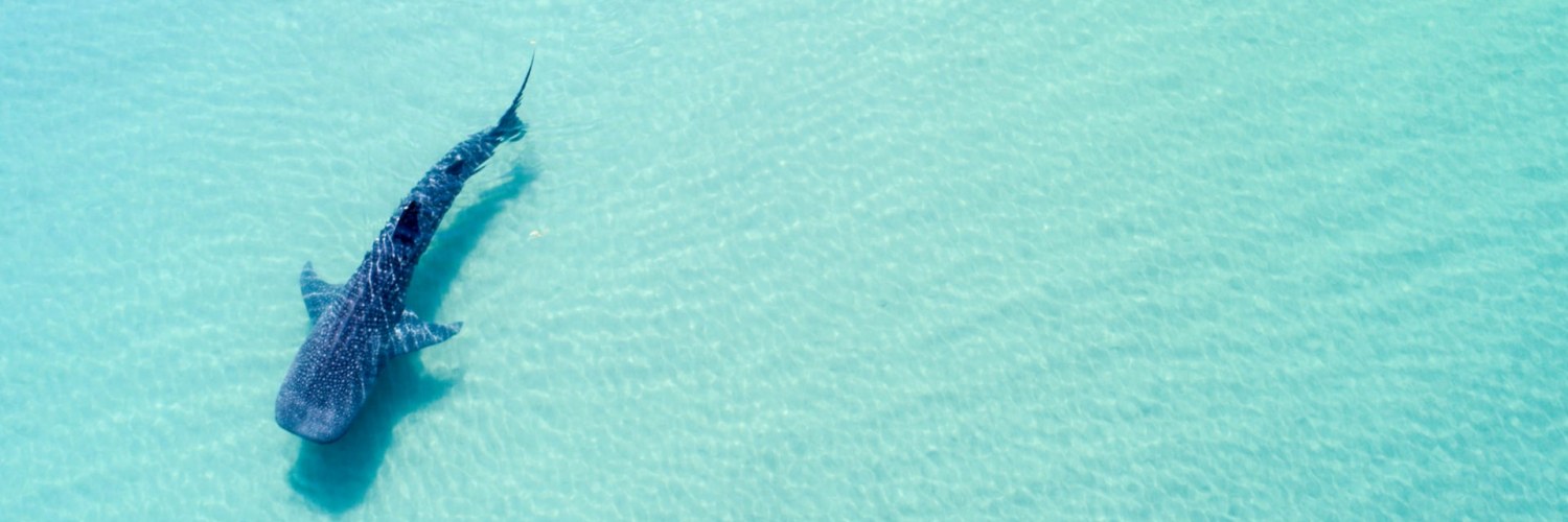 Requins-Baleines, les plus gros poissons du globe | Mexique Découverte